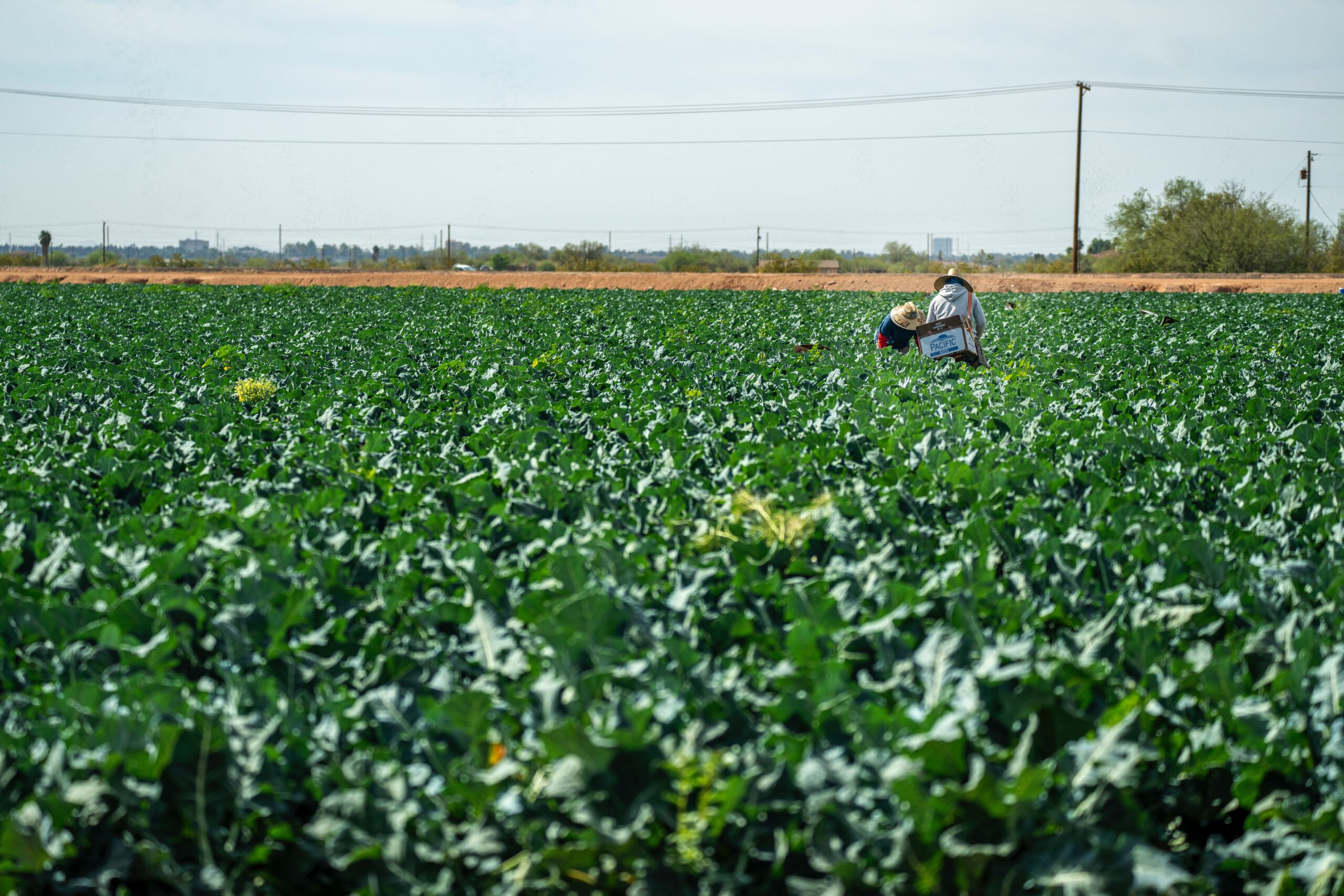 3 men sentenced in Georgia forced farm labor investigation - TheGrio