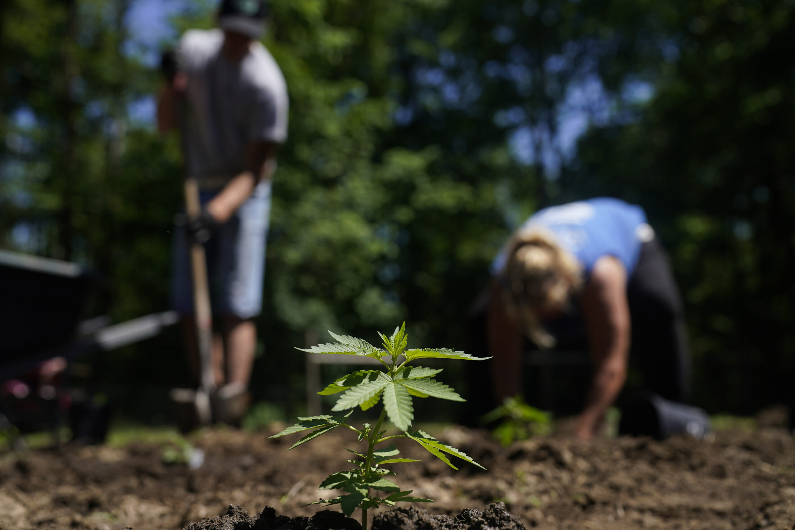 New York's 1st legal recreational marijuana plants sprouting - TheGrio