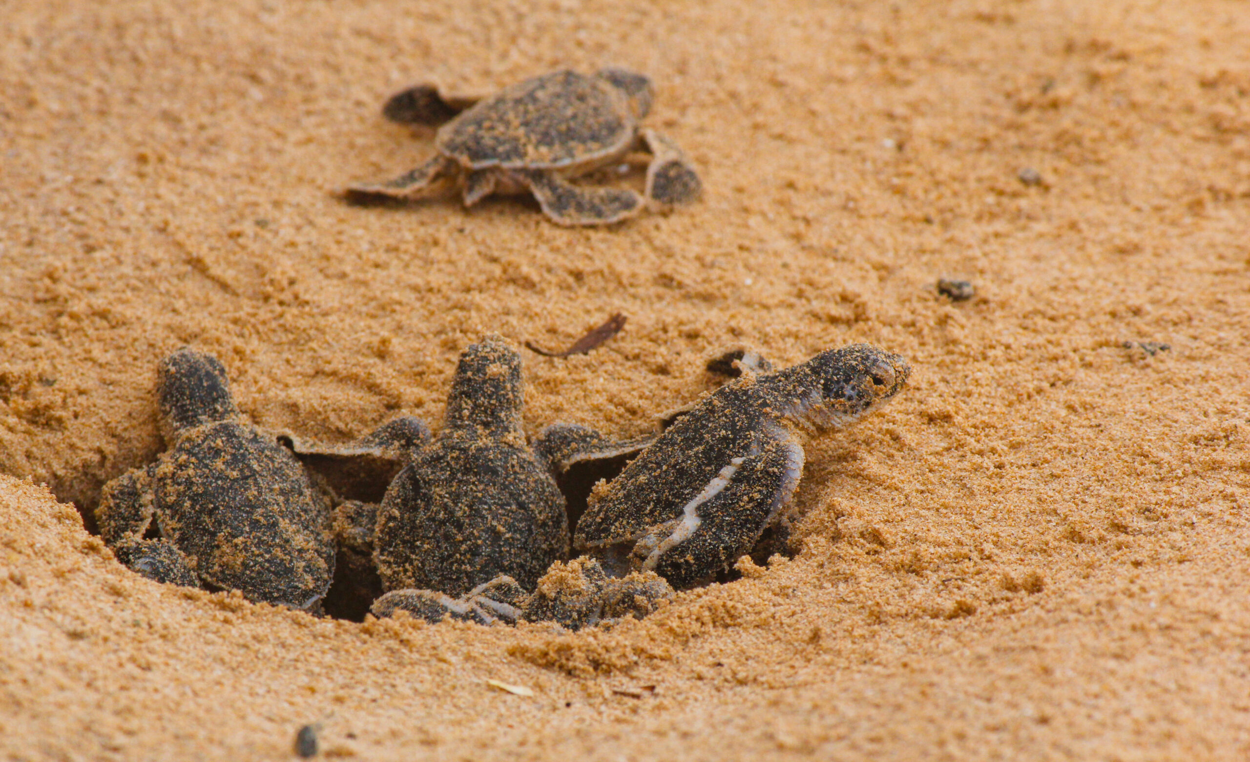 Rising heat led to birth of only female sea turtles in Fla. for last ...