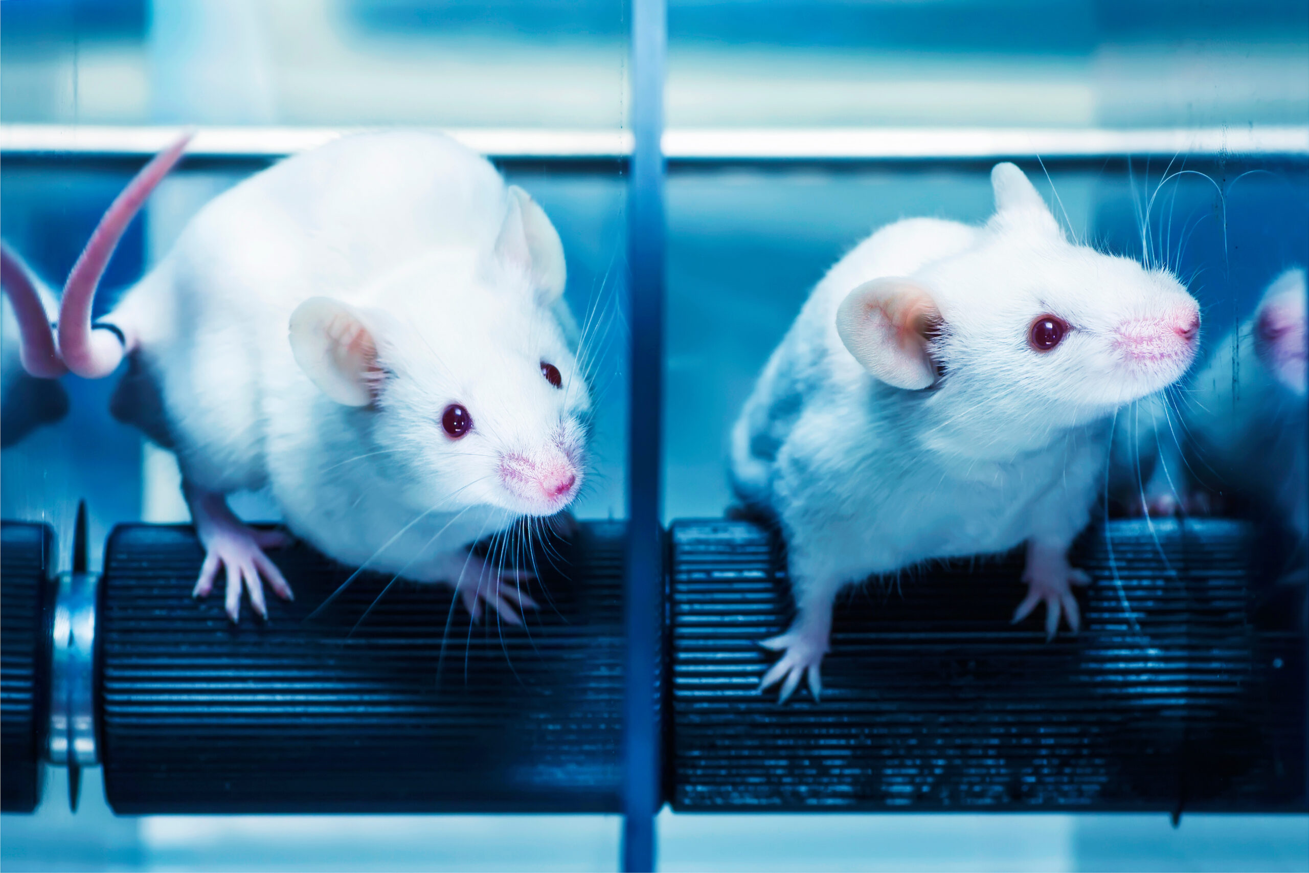 Scientists Used Cells From Only Male Mice To Make Mice Babies Raising