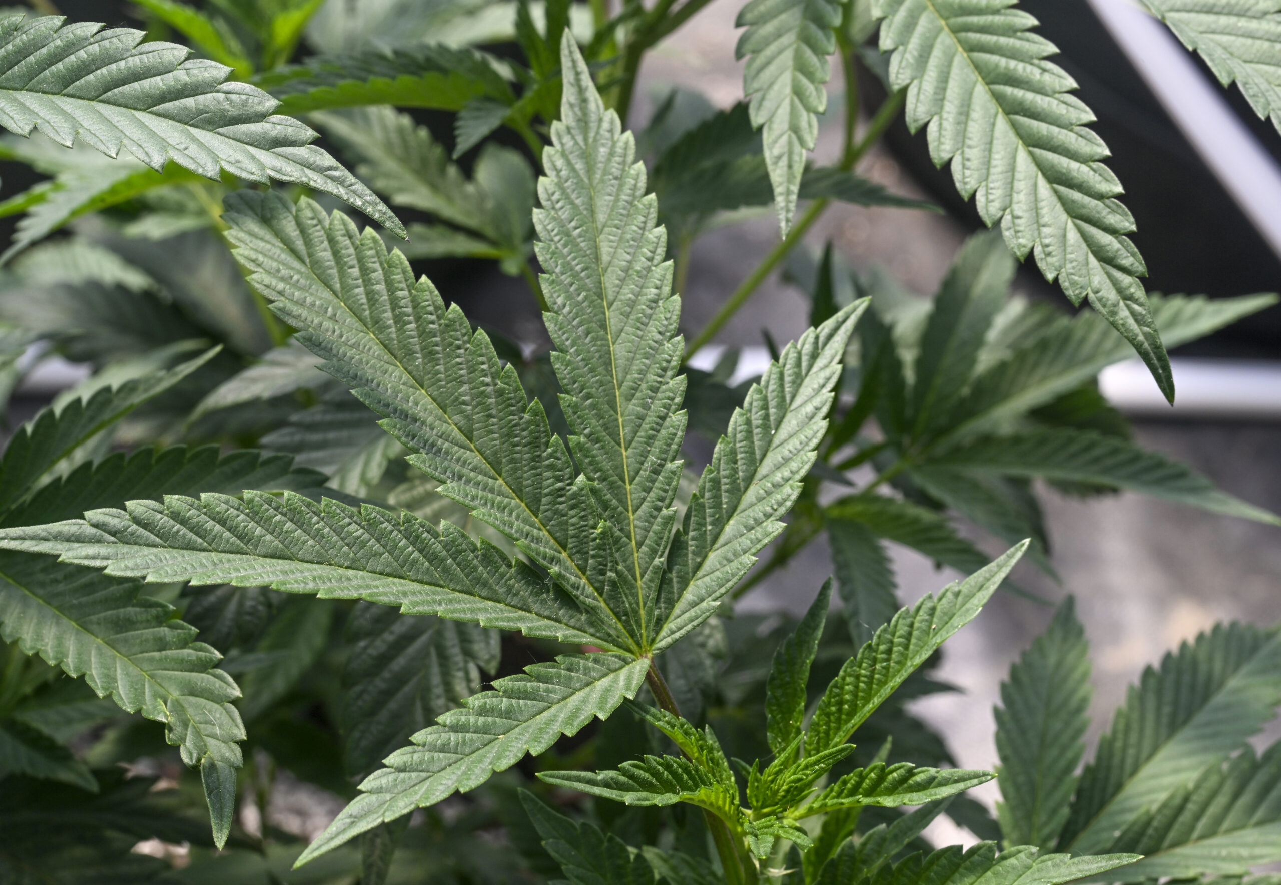 Gifts keep coming for college athletes, who now can celebrate with weed ...